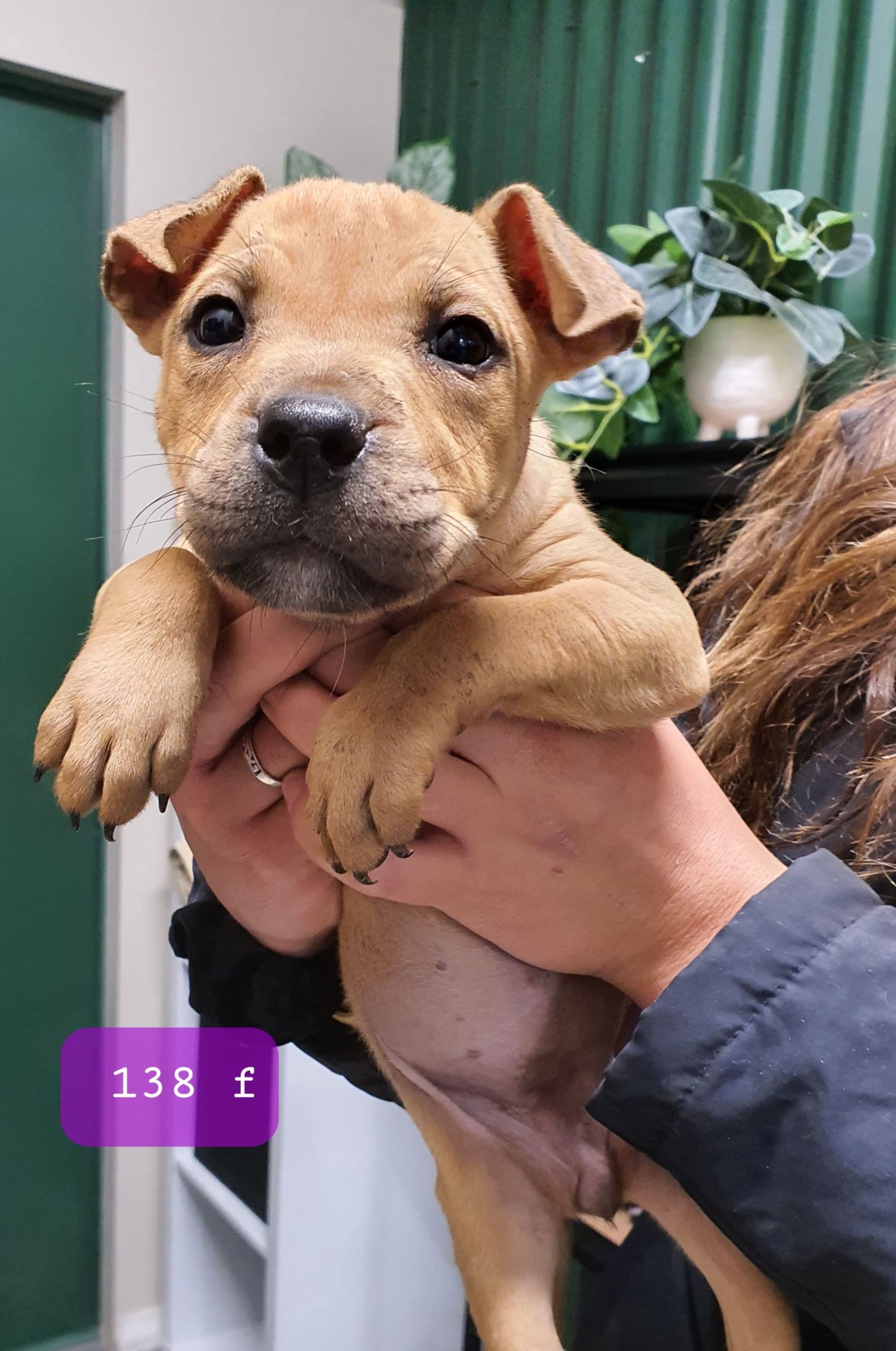 Ginger - Medium Female Staffy Dog in NSW - PetRescue