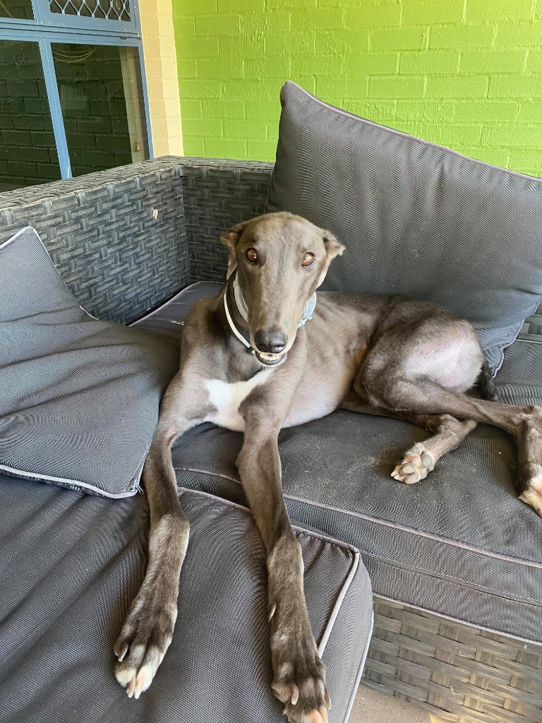Luke - Large Male Greyhound Dog in QLD - PetRescue