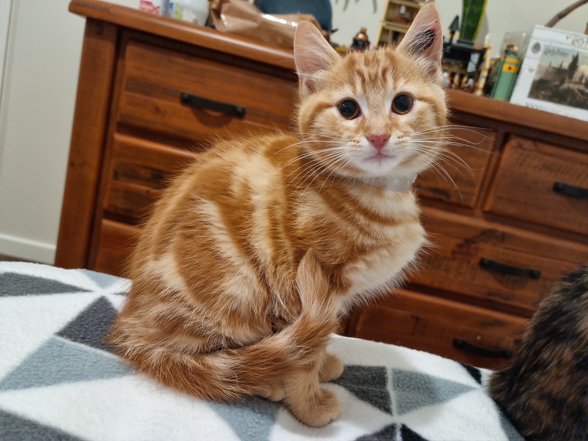 Dougie - Male Domestic Short Hair Cat in VIC - PetRescue