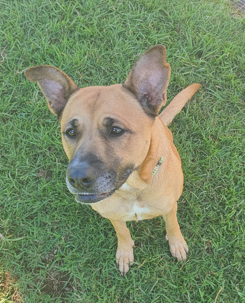 Gwen - Medium Female Rhodesian Ridgeback x American Staffordshire Bull ...