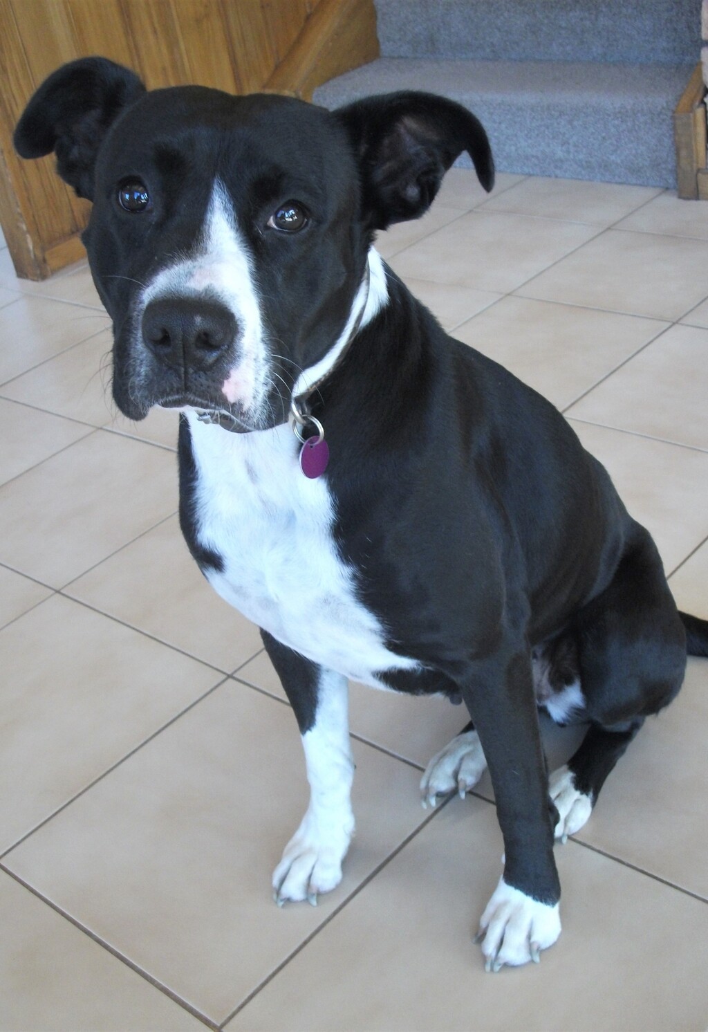 Luna - Medium Female Boxer x American Staffi Mix Dog in NSW - PetRescue