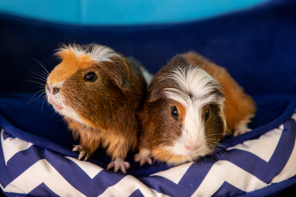 Gus - Male Short-hair Abyssinian Mix Guinea Pig in QLD - PetRescue