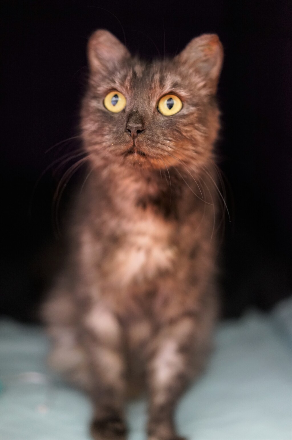 Safia - Female Domestic Medium Hair Mix Cat in QLD - PetRescue