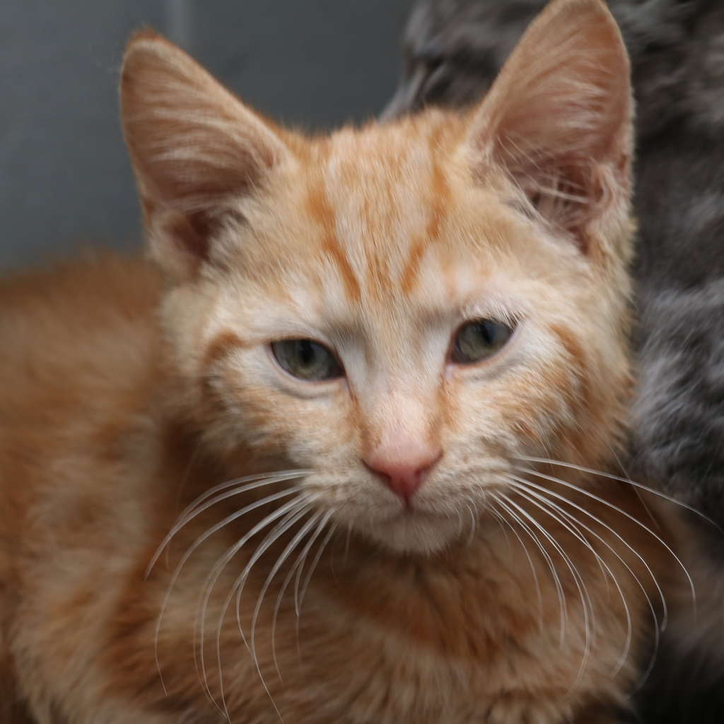 Gunther - Male Domestic Short Hair Cat in VIC - PetRescue