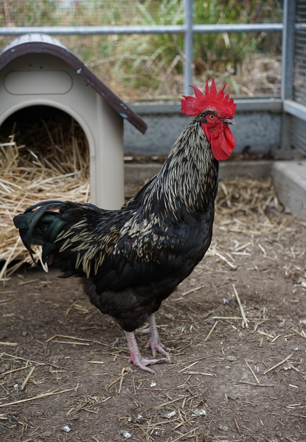 Nate - Male Rooster Mix Fowl in QLD - PetRescue