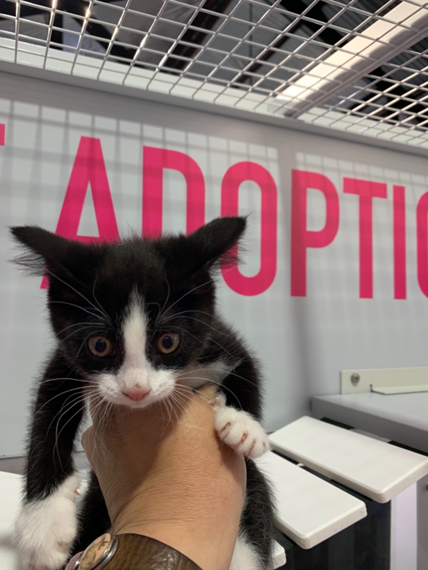 Shortbread - Female Domestic Short Hair Cat in VIC - PetRescue