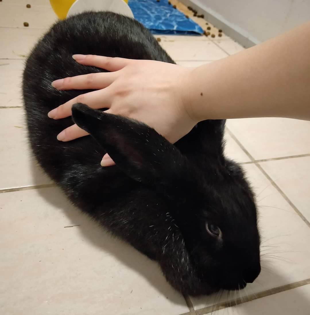 Rosie - Female Flemish Giant Rabbit in VIC - PetRescue
