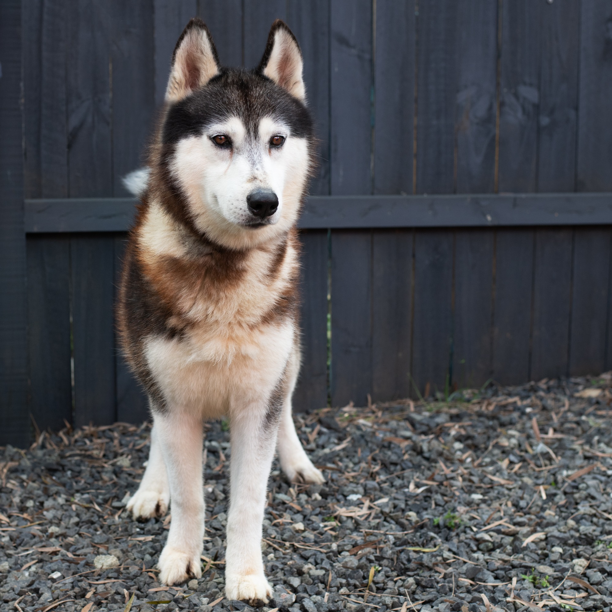 Bundy - Medium Male Siberian Husky Dog in NSW - PetRescue