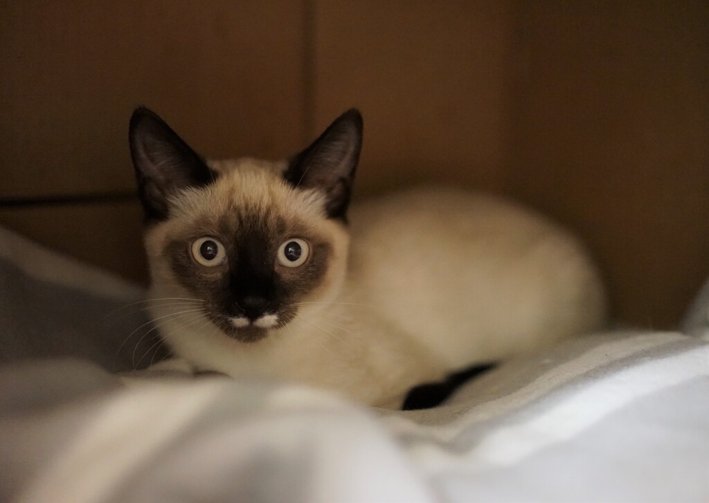 Mido - Male Domestic Short Hair Mix Cat in QLD - PetRescue