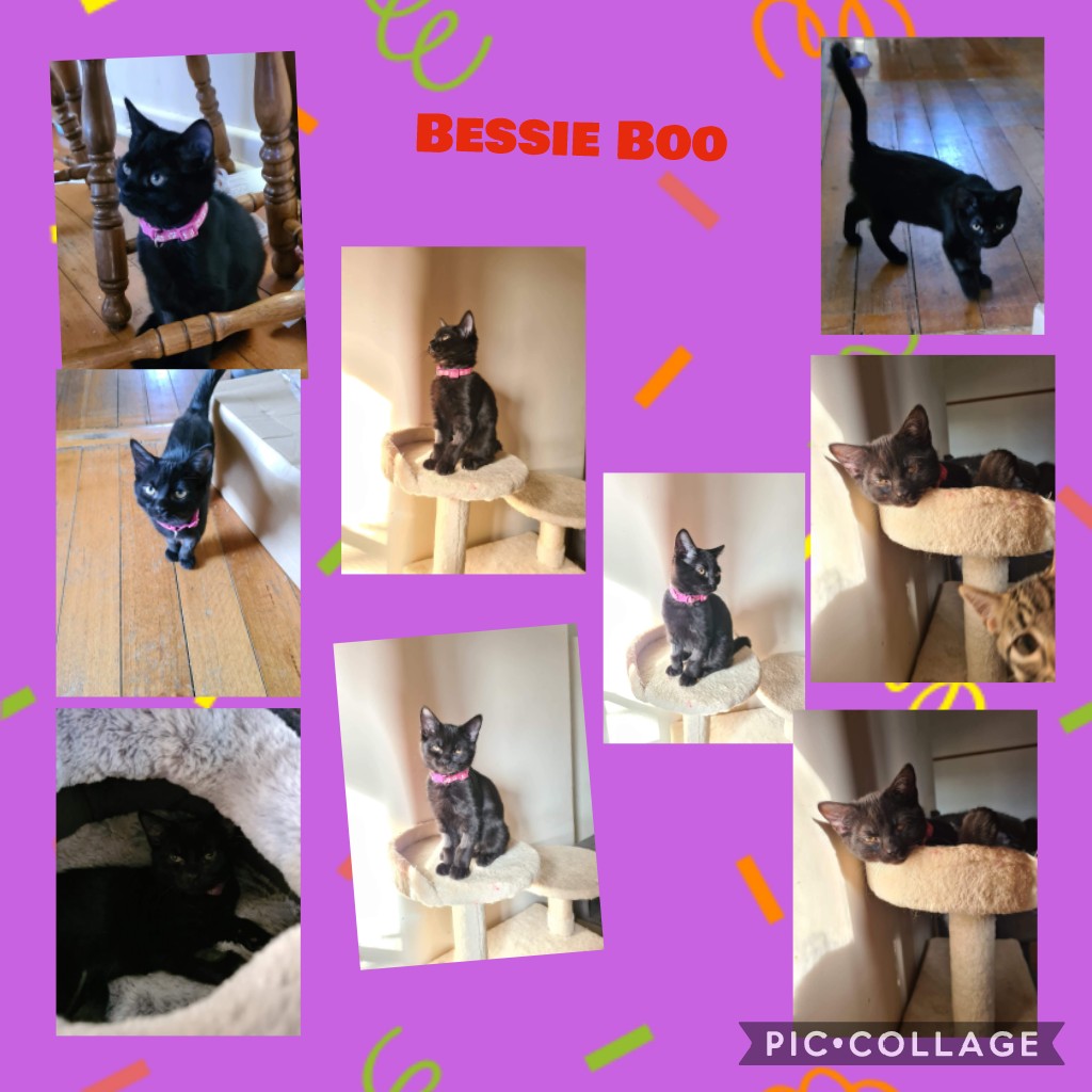 Bessie Boo - Female Domestic Short Hair Cat in VIC - PetRescue