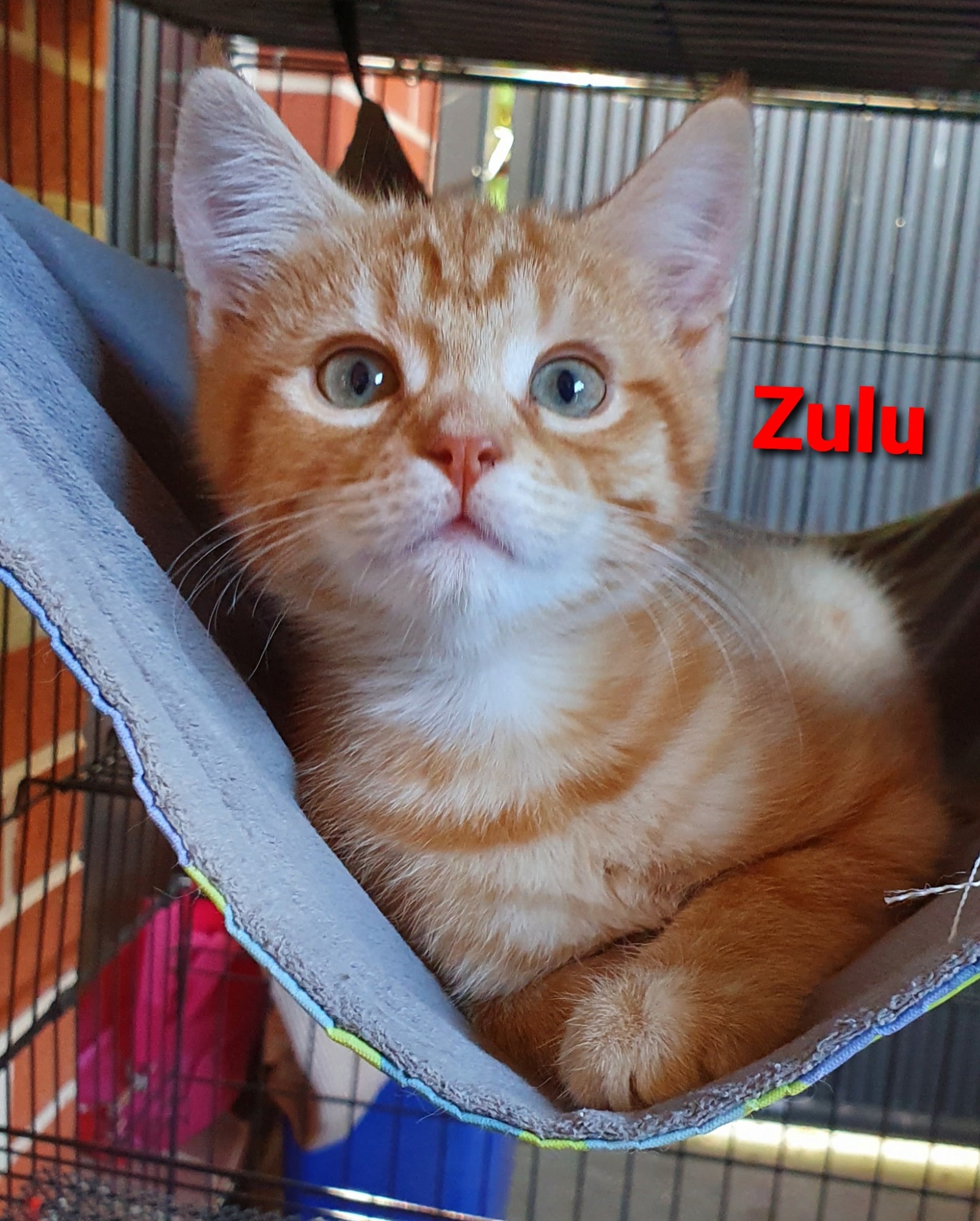 Zulu - Male Domestic Short Hair Cat in VIC - PetRescue