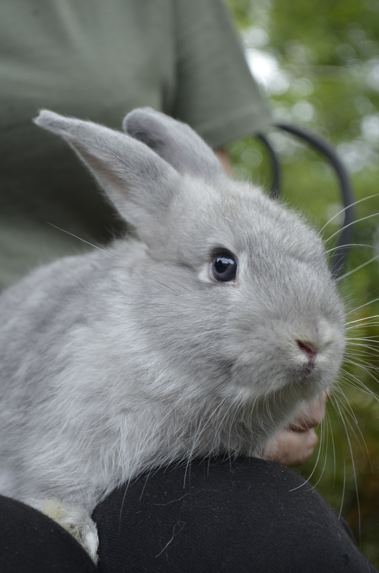 Saphire - Female Rabbit in NSW - PetRescue