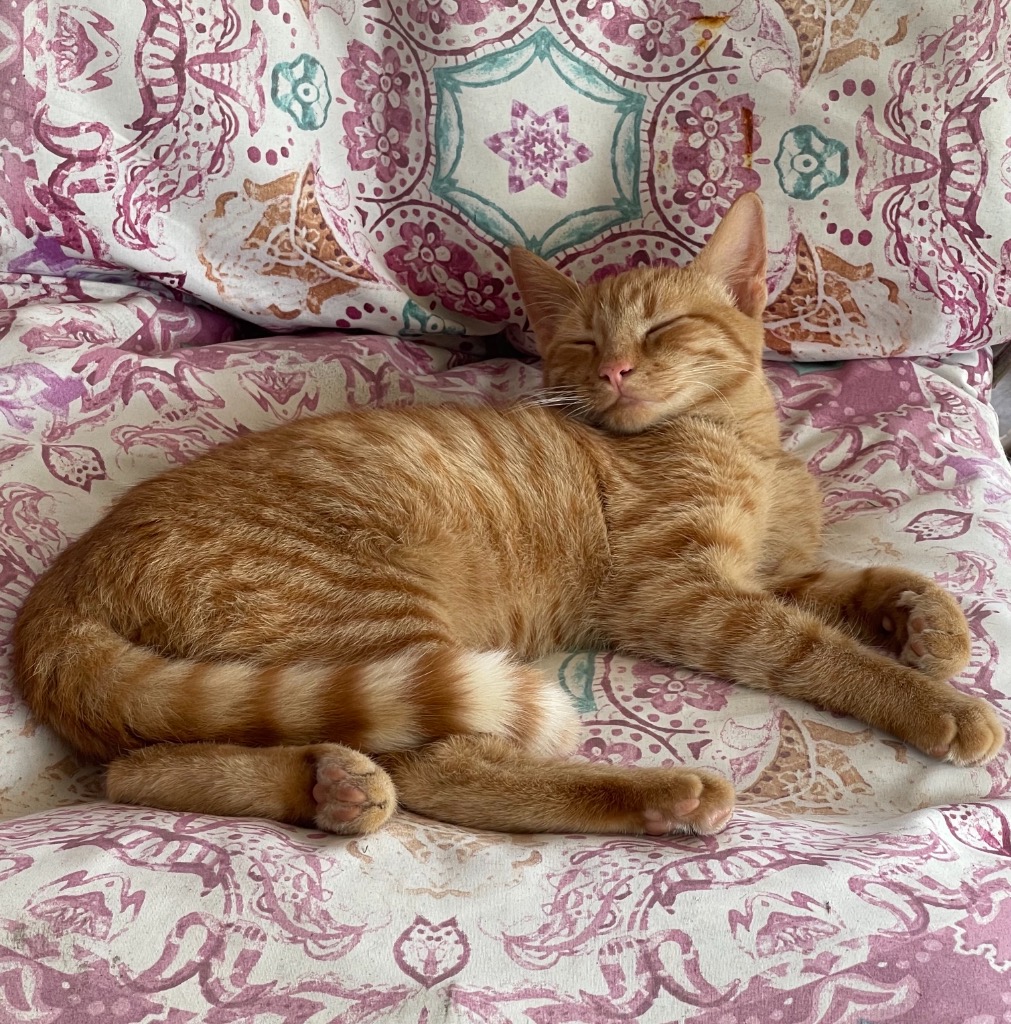 Blinky - Male Domestic Short Hair Cat in WA - PetRescue