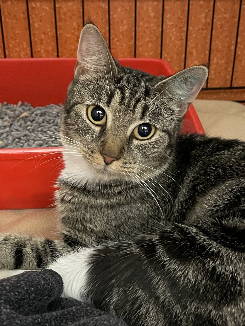 Maggie - Female Manx Mix Cat in QLD - PetRescue