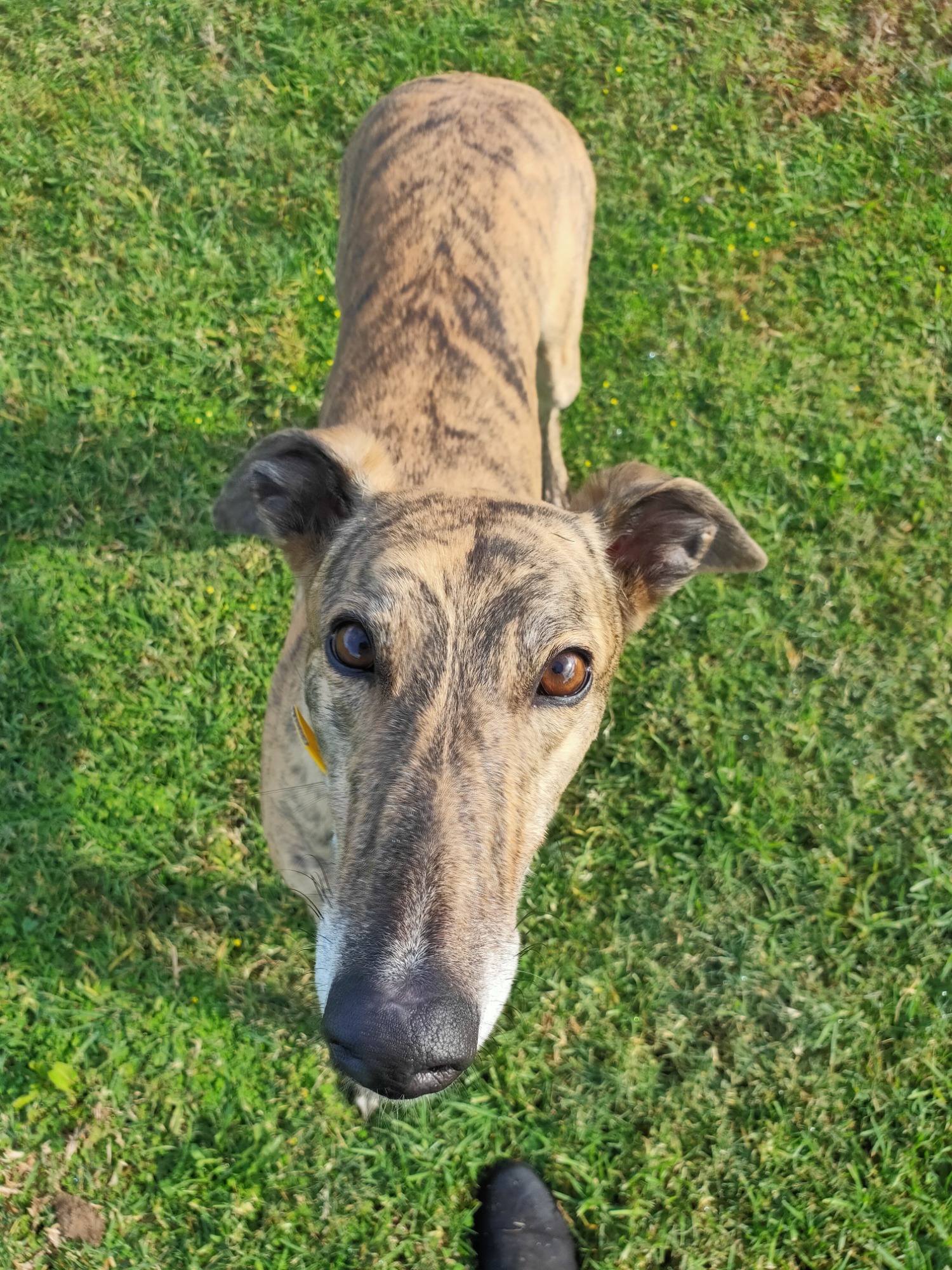 Tiny - Large Female Greyhound Dog in NSW - PetRescue
