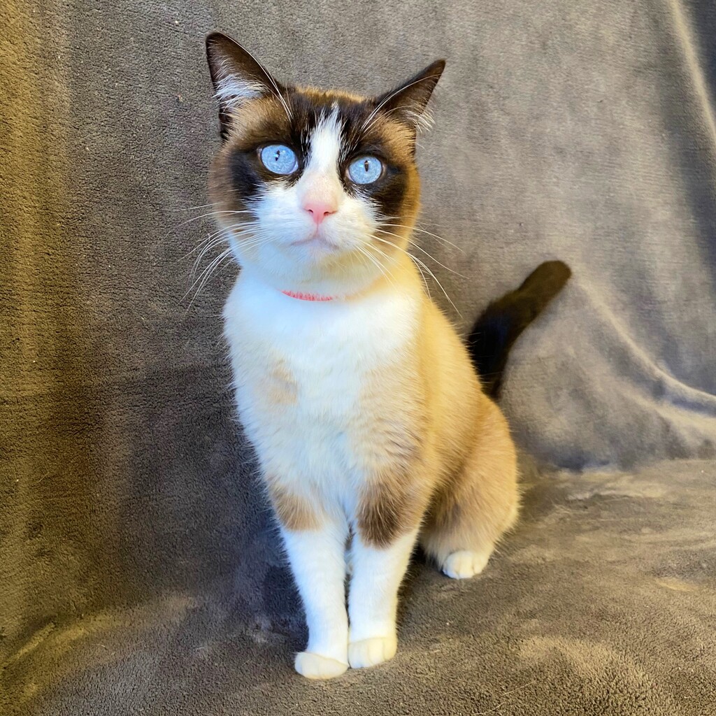 Stella - Female Birman x Domestic Short Hair Mix Cat in VIC - PetRescue