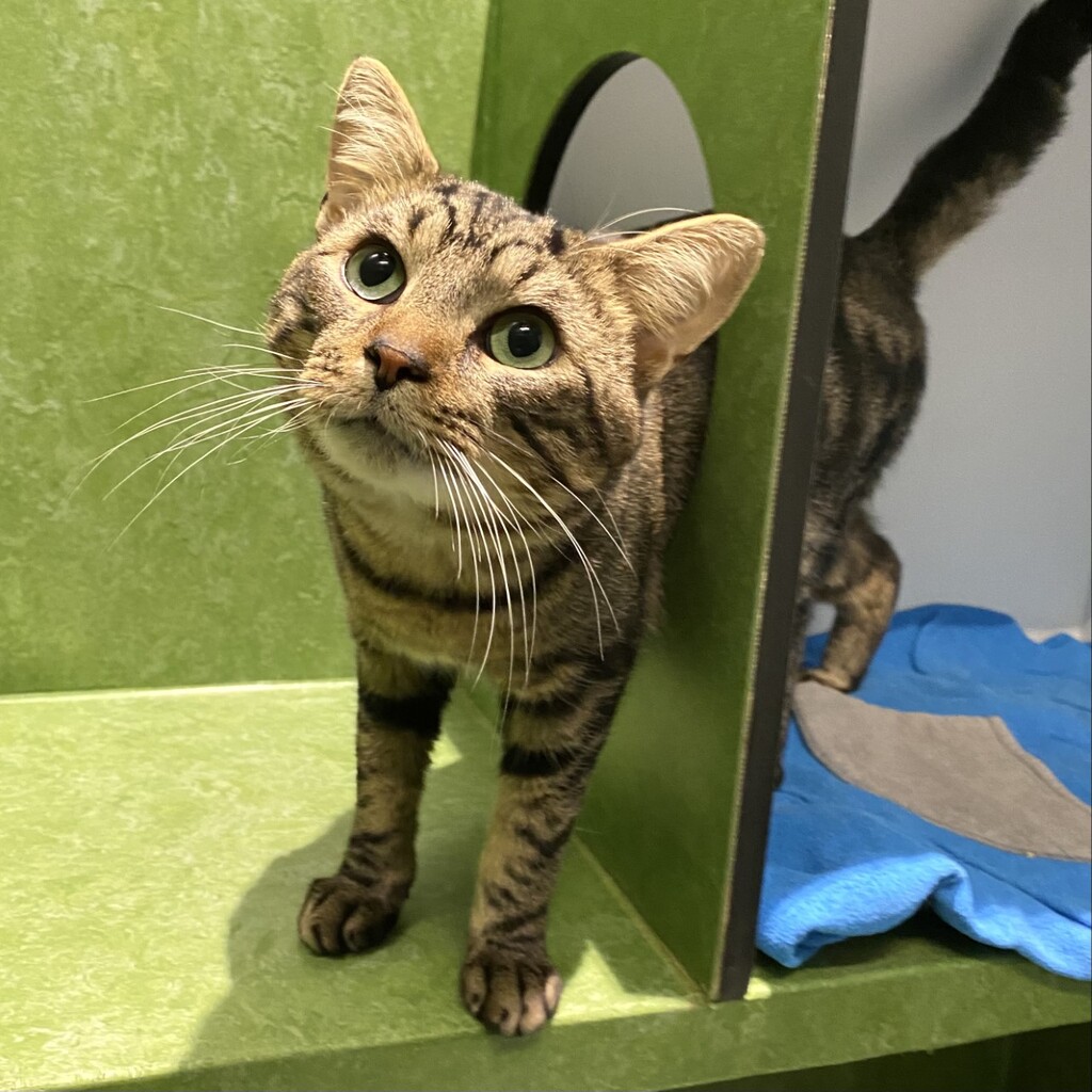 Arlo - Male Domestic Short Hair Cat in VIC - PetRescue