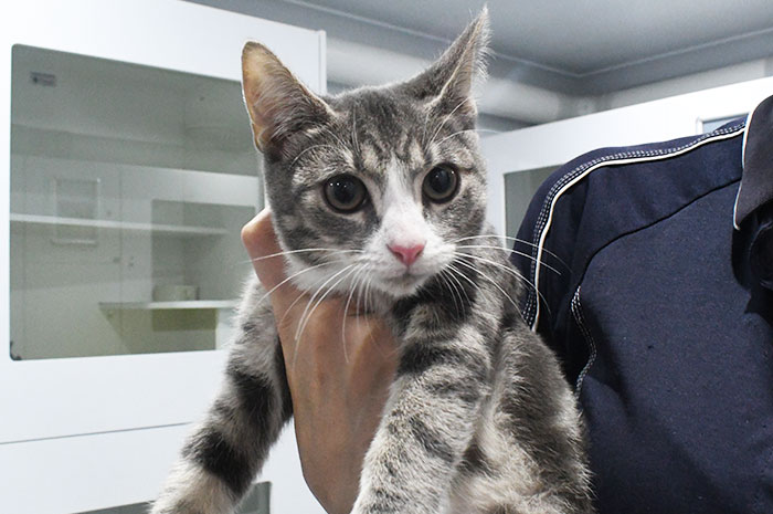 Link 9409 Campbelltown ACF - Male Domestic Short Hair Cat in NSW ...