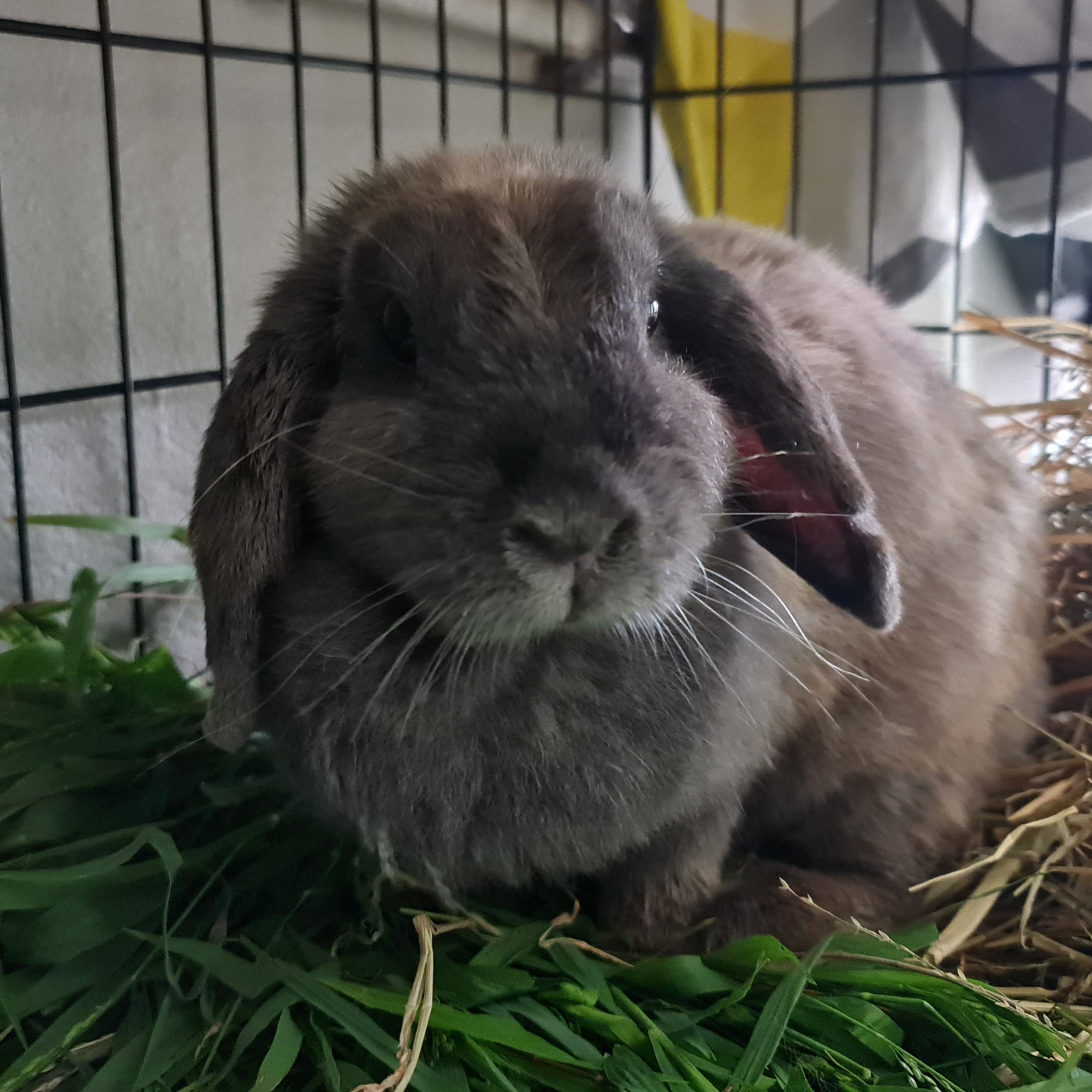 Lollie Pop - Female Mini Lop Rabbit in NSW - PetRescue