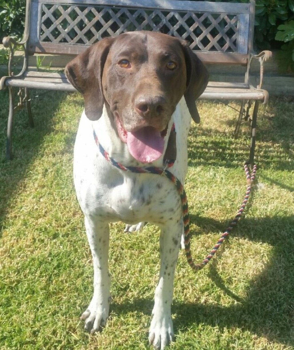 Lulu - Large Female German Shorthaired Pointer Dog in VIC - PetRescue