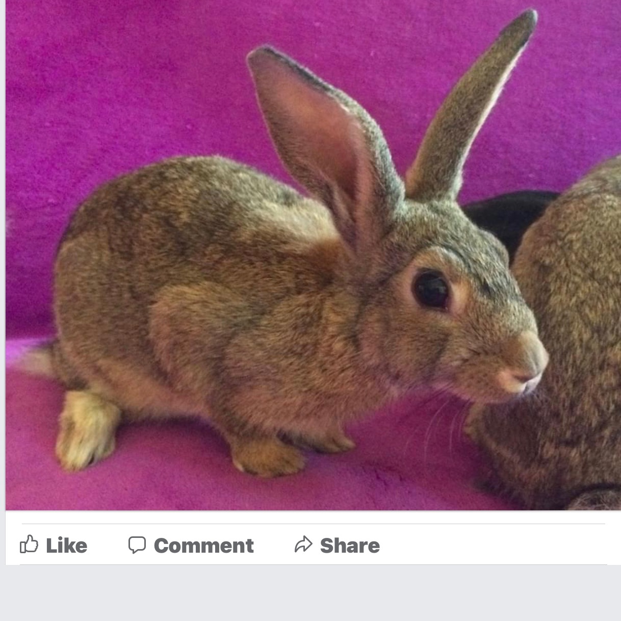 Cordelia Kitt - Female Mix Rabbit in NSW - PetRescue