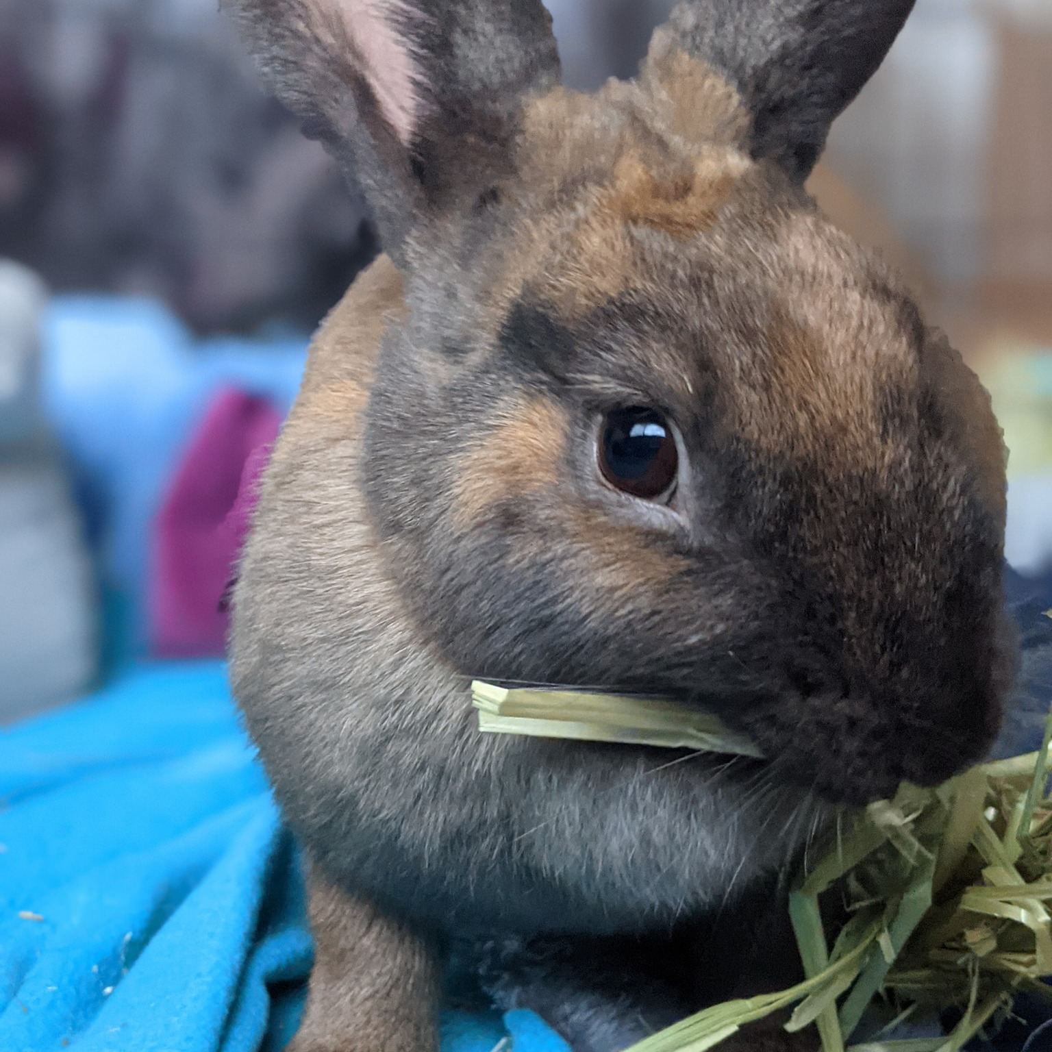 Buttercup - Female Rex Rabbit in NSW - PetRescue