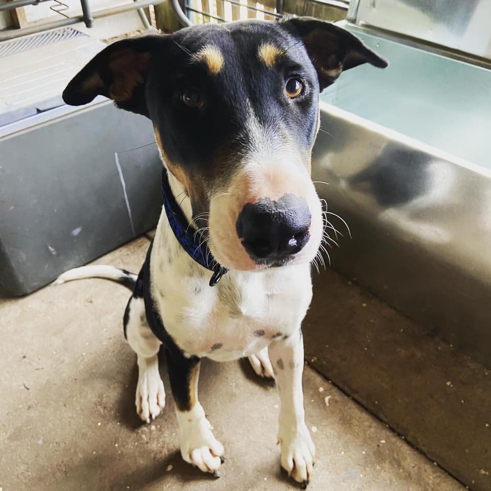 Rusty - Large Male Bull Terrier Mix Dog in QLD - PetRescue