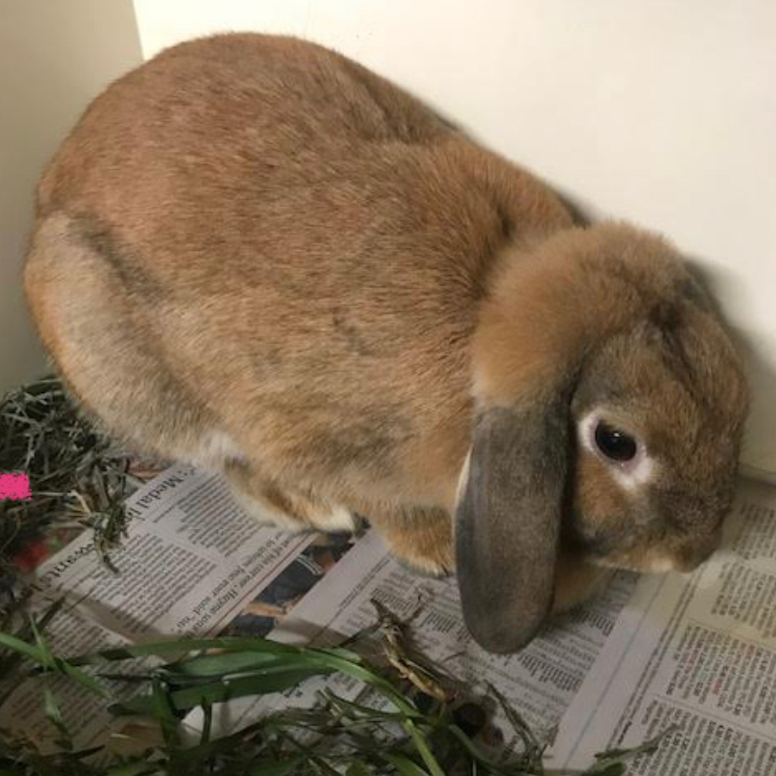 Eppy - Female Mini Lop Rabbit in NSW - PetRescue