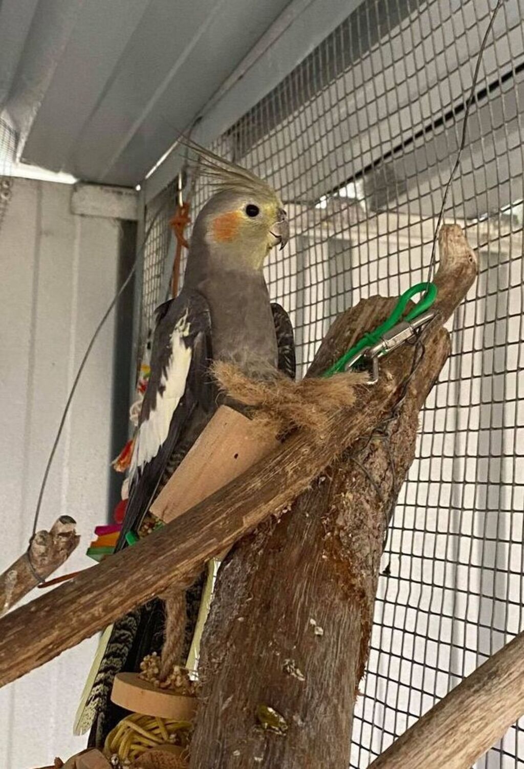 Comet - Female Cockatiel Bird in ACT - PetRescue