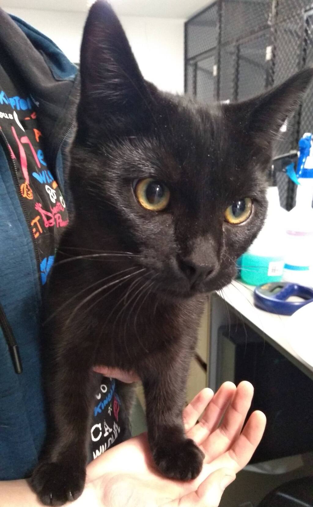 Vinny - Male Domestic Short Hair Mix Cat in QLD - PetRescue