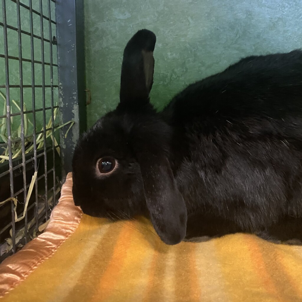 Chopper - Male Mini Lop Rabbit in VIC - PetRescue