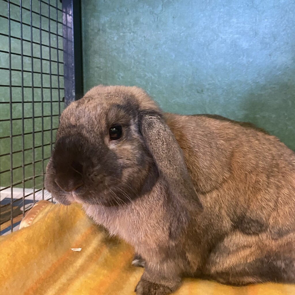 Flopsy - Female Mini Lop Rabbit in VIC - PetRescue
