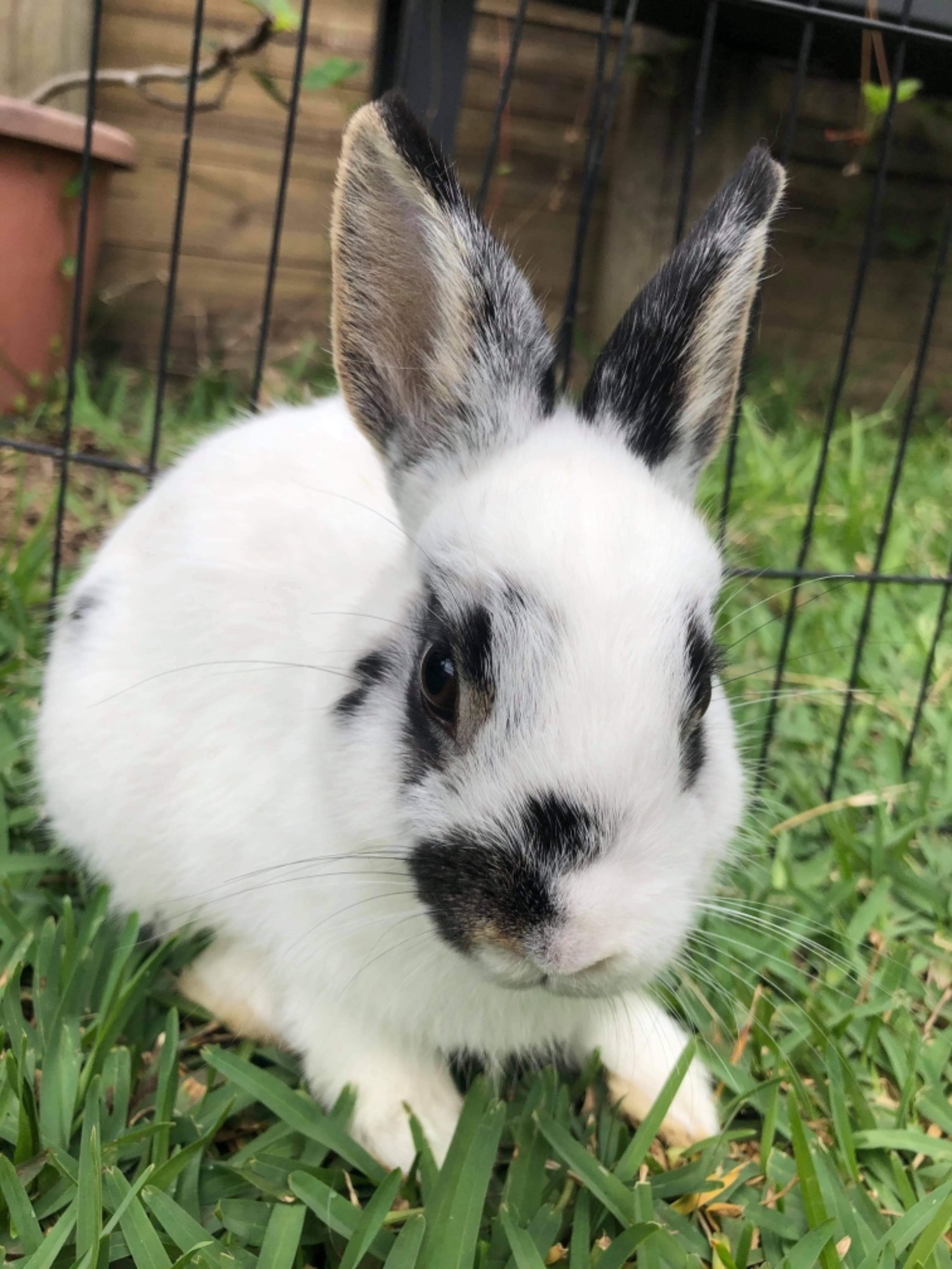 Wren - Female Rabbit in NSW - PetRescue