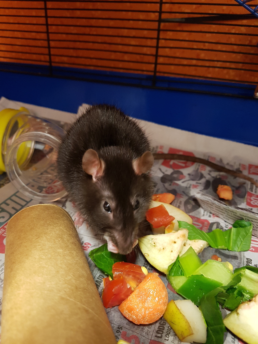 Martha - Female Rat Mix Rodent in QLD - PetRescue
