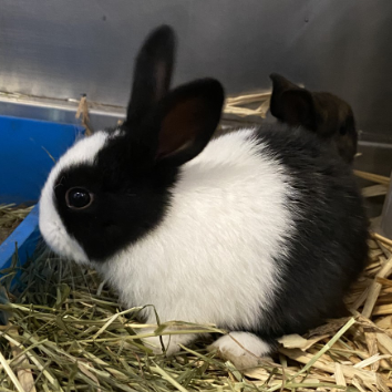 Playtoo - Male Dutch Rabbit in NSW - PetRescue