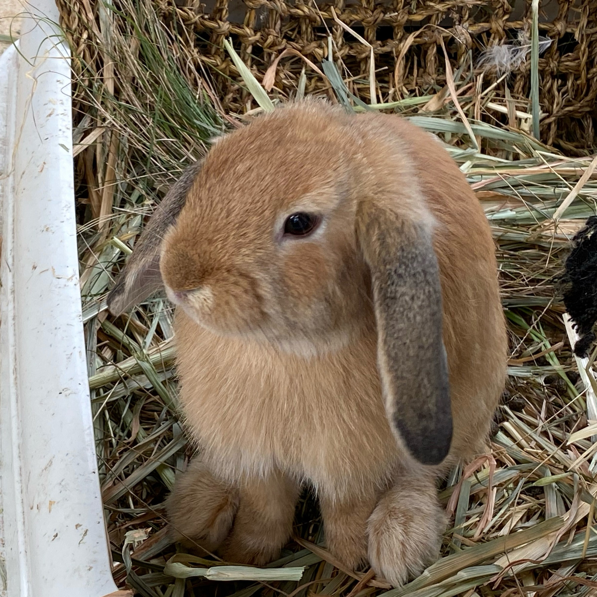 Pop Pop - Female Mini Lop Rabbit in NSW - PetRescue