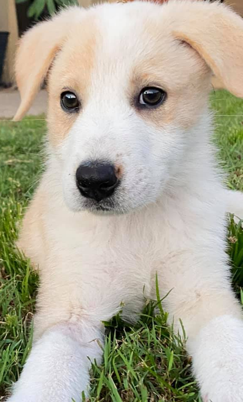 Ares - Large Male Maremma Sheepdog x Labrador Mix Dog in QLD - PetRescue