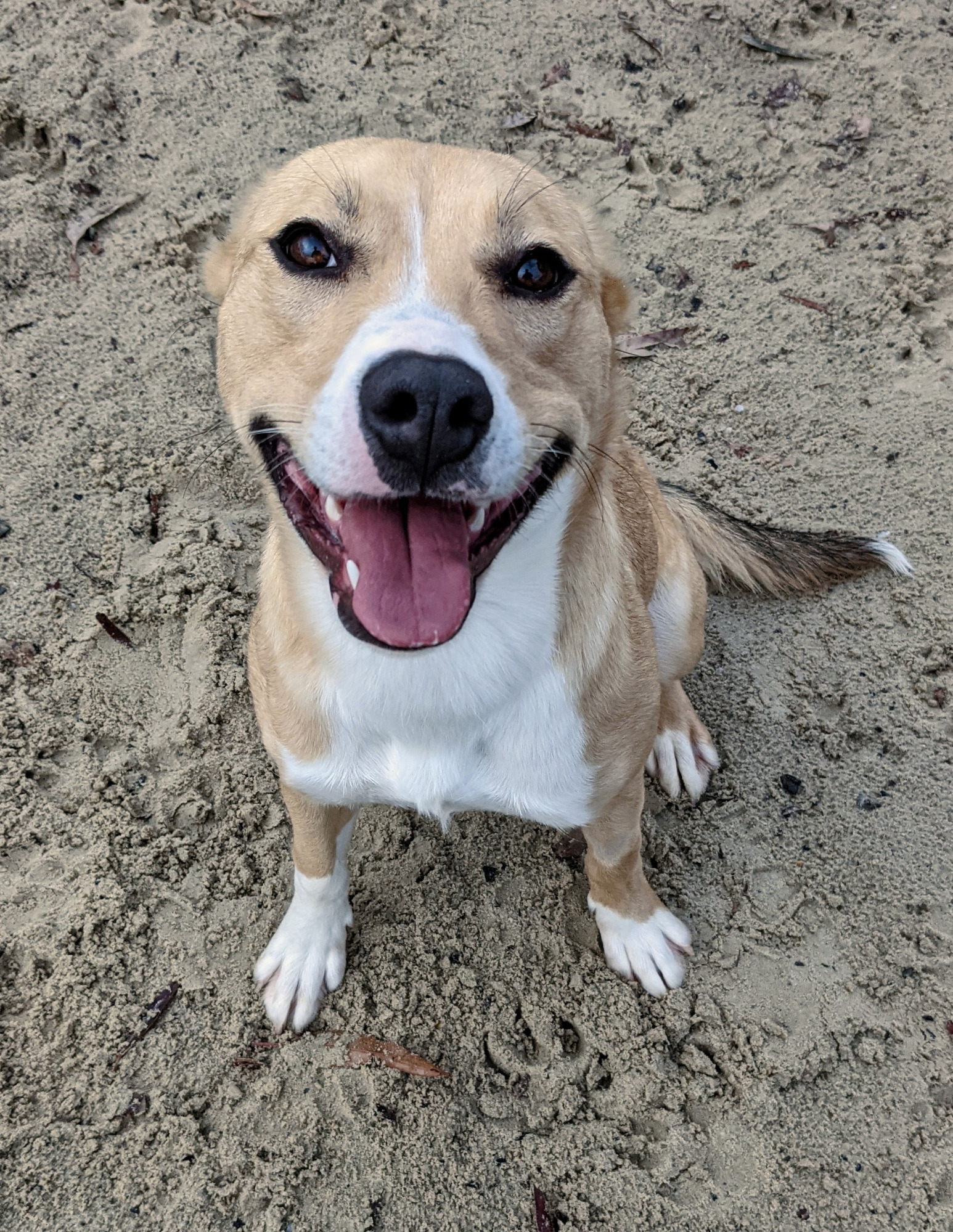 Shelby - Medium Female Amstaff Mix Dog in VIC - PetRescue