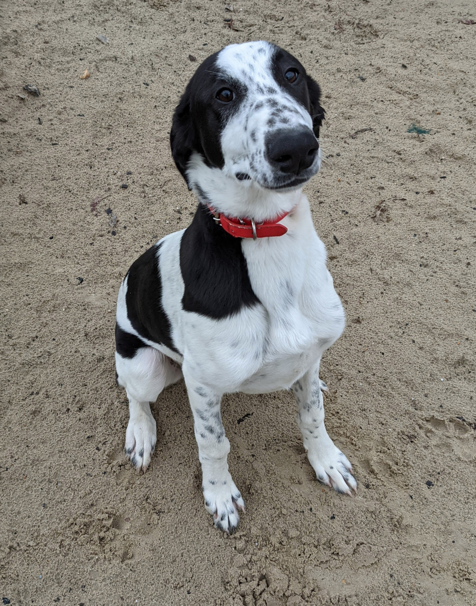 Bentley - Large Male German Shorthaired Pointer x Staghound Mix Dog in ...