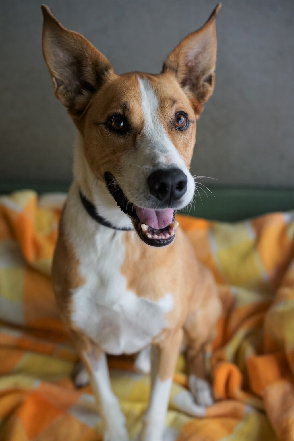 RSPCA QLD - PetRescue