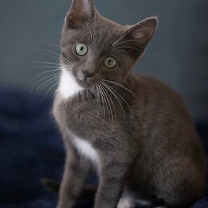 Albie - Male Domestic Short Hair Cat in WA - PetRescue