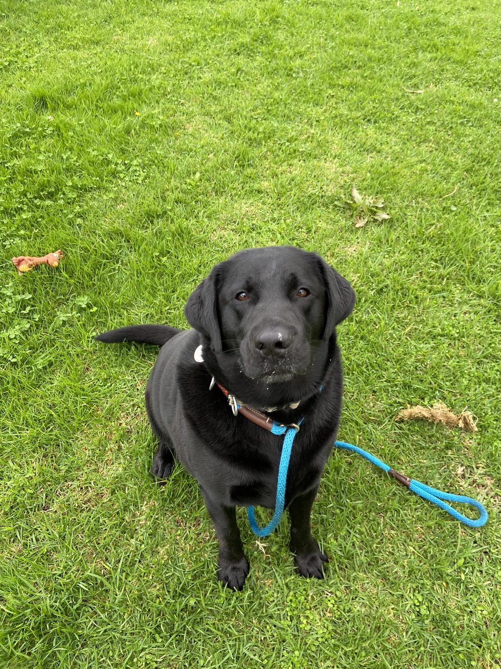 Diesel - Large Male Labrador Dog in VIC - PetRescue