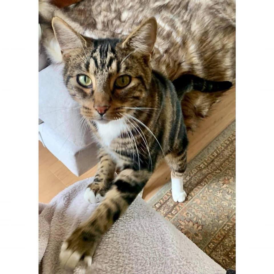 5575 - Tiger - Male Domestic Short Hair Cat in WA - PetRescue