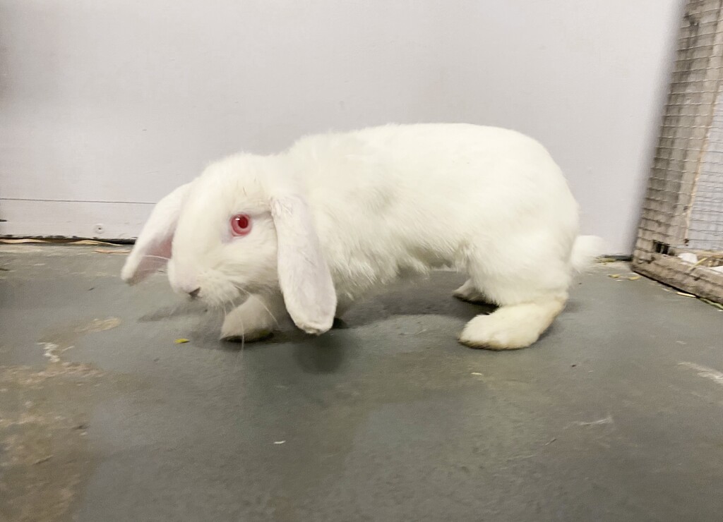 Milko - Male Mini Lop Mix Rabbit in WA - PetRescue