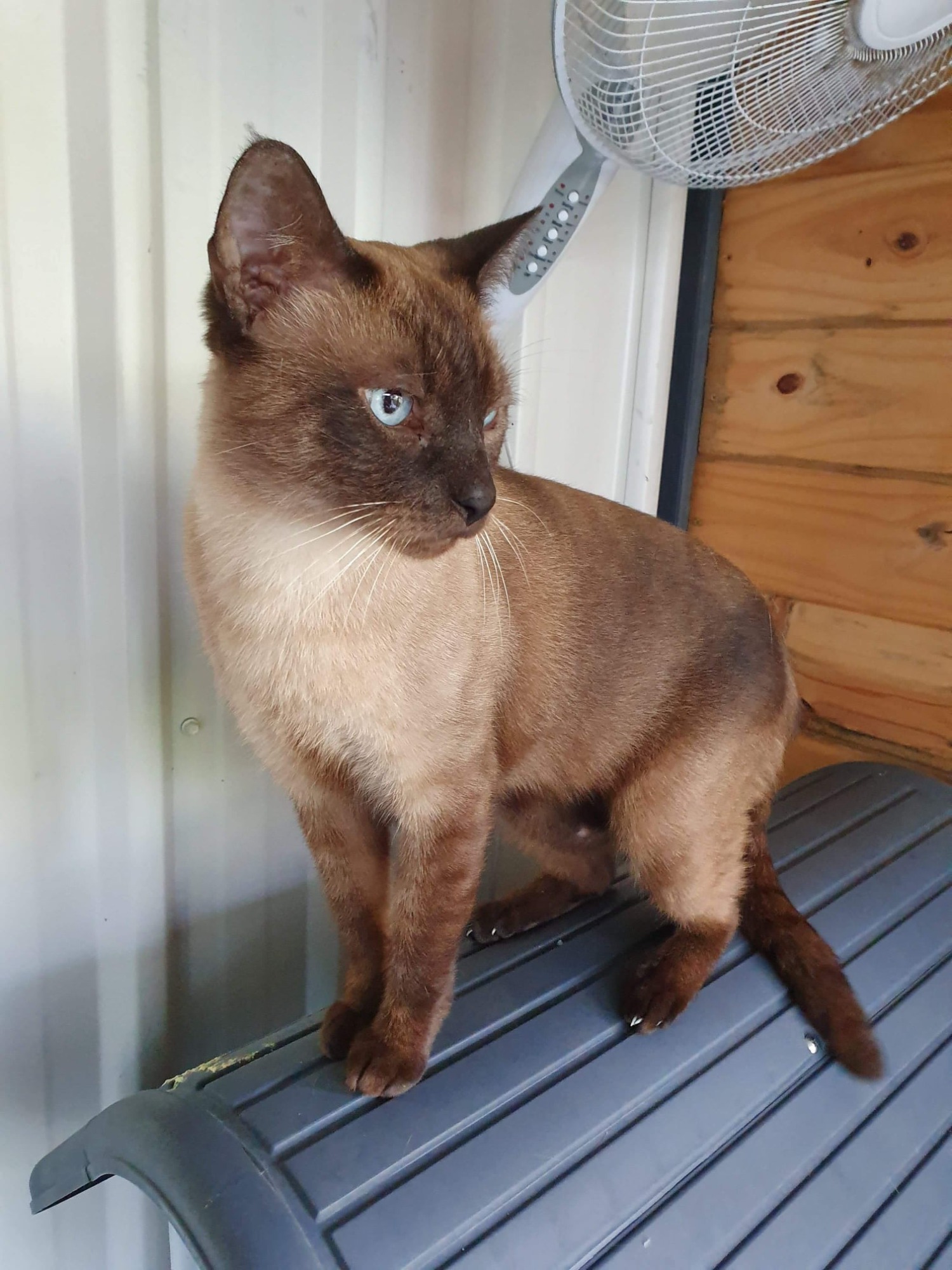 Rigby - Male Burmese Mix Cat in QLD - PetRescue