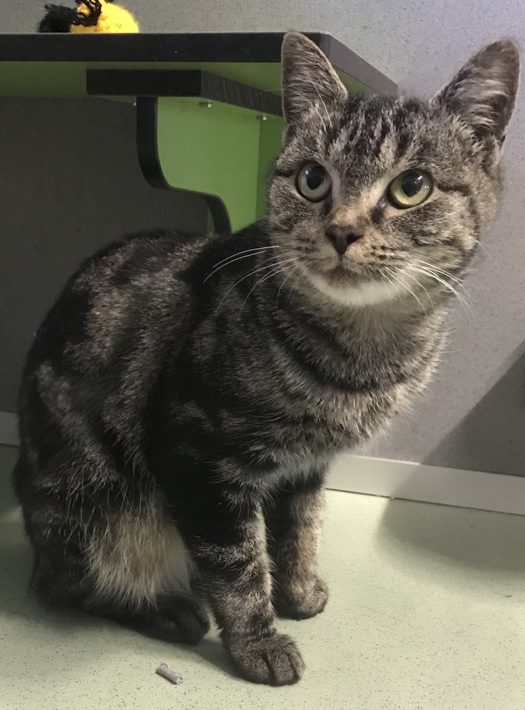 Jasmine - Female Manx Mix Cat in QLD - PetRescue