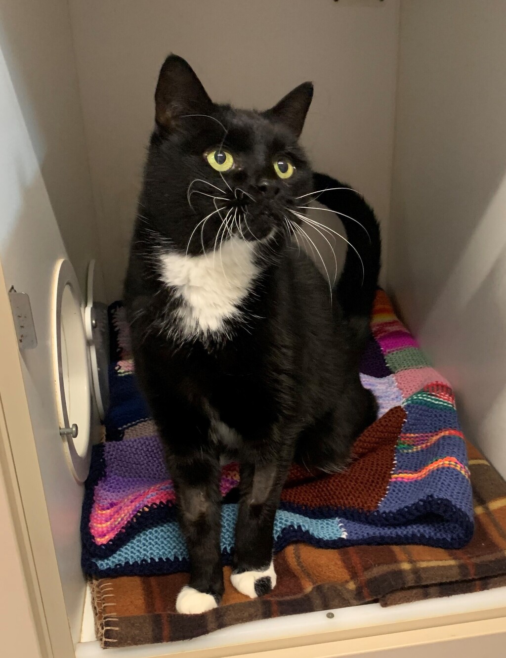 Tazzy - Male Dsh Mix Cat in WA - PetRescue