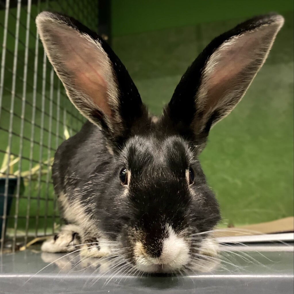 Moana - Female Rex Mix Rabbit in VIC - PetRescue
