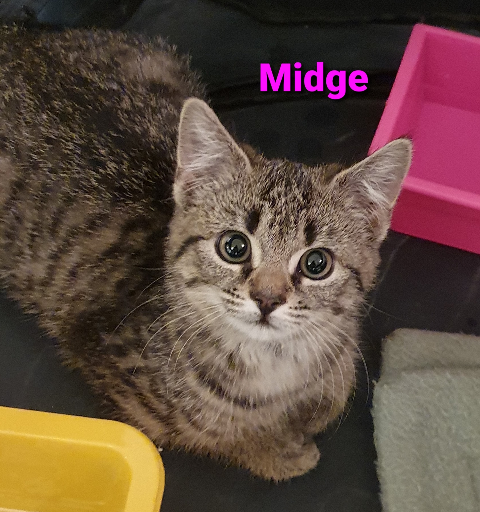 Midge - Female Domestic Short Hair Cat in VIC - PetRescue