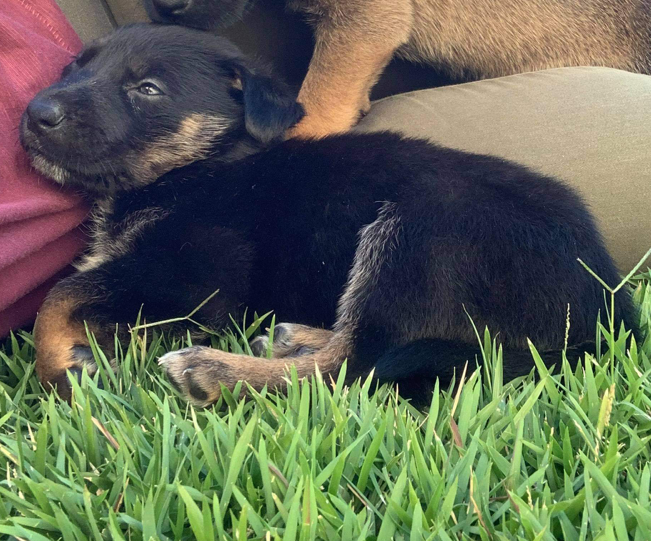 Pip - Medium Male German Shepherd Mix Dog in QLD - PetRescue